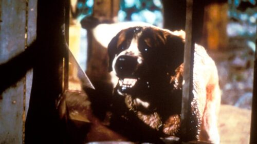 Cujo (1983) • Screenplay - 8FLiX